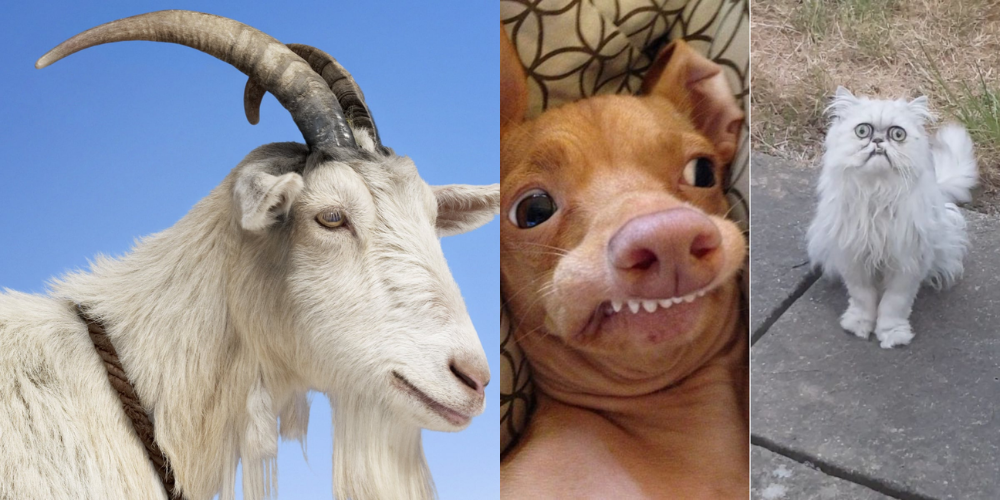 Goats Are Better Pets Than Dogs or Cats. We Can Explain | Zikoko!