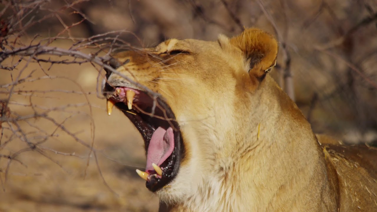 Lion As A Security Guard? I've Got Questions | Zikoko!