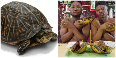 6 Animals That Taste Differently When Cooked | Zikoko!