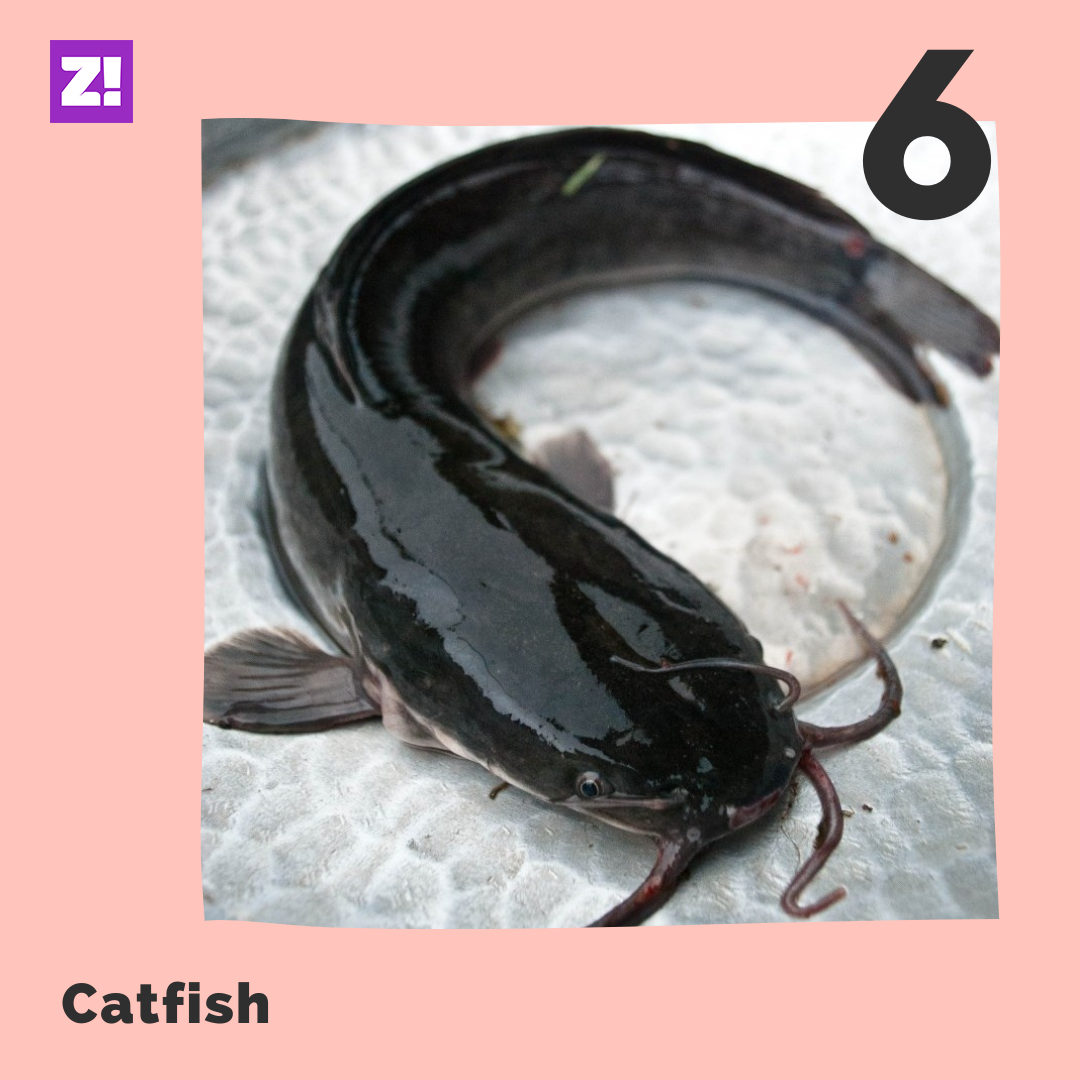 Ranked: What's The Best Fish Ever? | Zikoko!