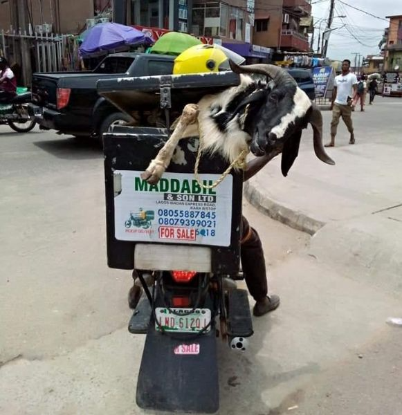 Know These 7 Things Before Buying Ram for Sallah in Nigeria | Zikoko!