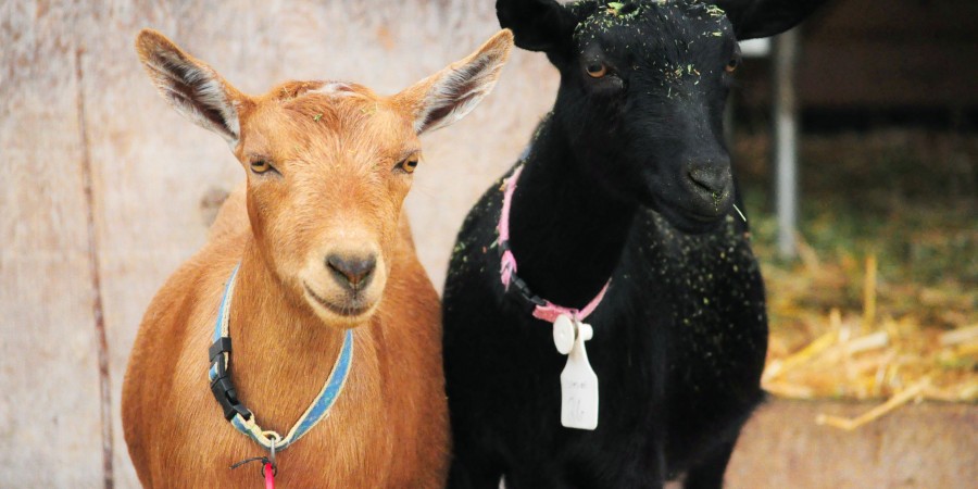 Nigerian Police Are Holding 14 'Criminal' Goats In Their Custody | Zikoko!